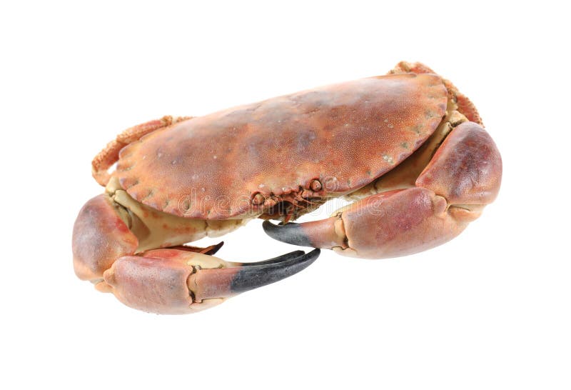 One Raw Crab Isolated on White. Sea Food Stock Photo - Image of menu ...