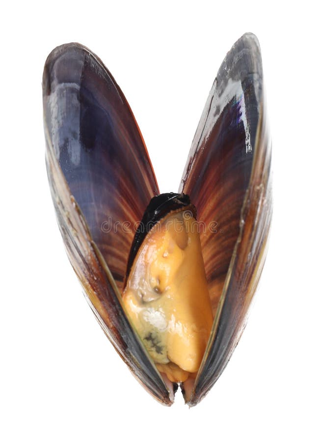 One Raw Mussel Isolated on White. Sea Food Stock Photo - Image of ...