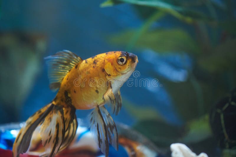 One real gold fish stock photo. Image of bright, nature - 136458034