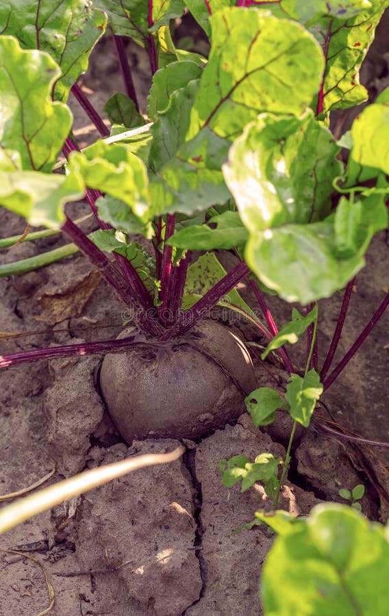 One Red Beet Root Grows on a Garden Bed Stock Photo - Image of head ...
