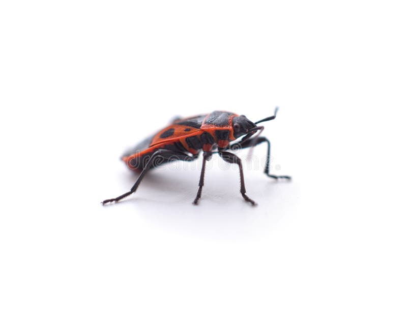 581 Red Back Beetle Photos - Free & Royalty-Free Stock Photos from ...