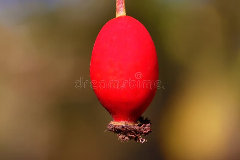 One Red Briar Berry. Close Up View Stock Photo - Image of branch ...