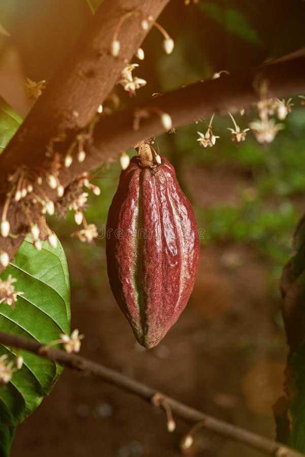One red cacao pod hanging stock image. Image of ripe - 82319989