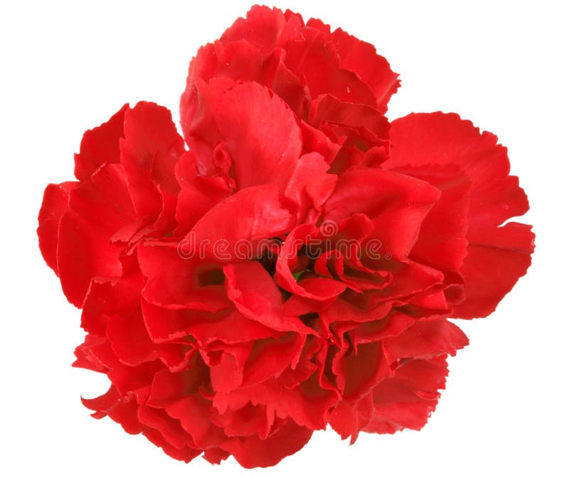 One a red carnation stock image. Image of simplicity - 24540463