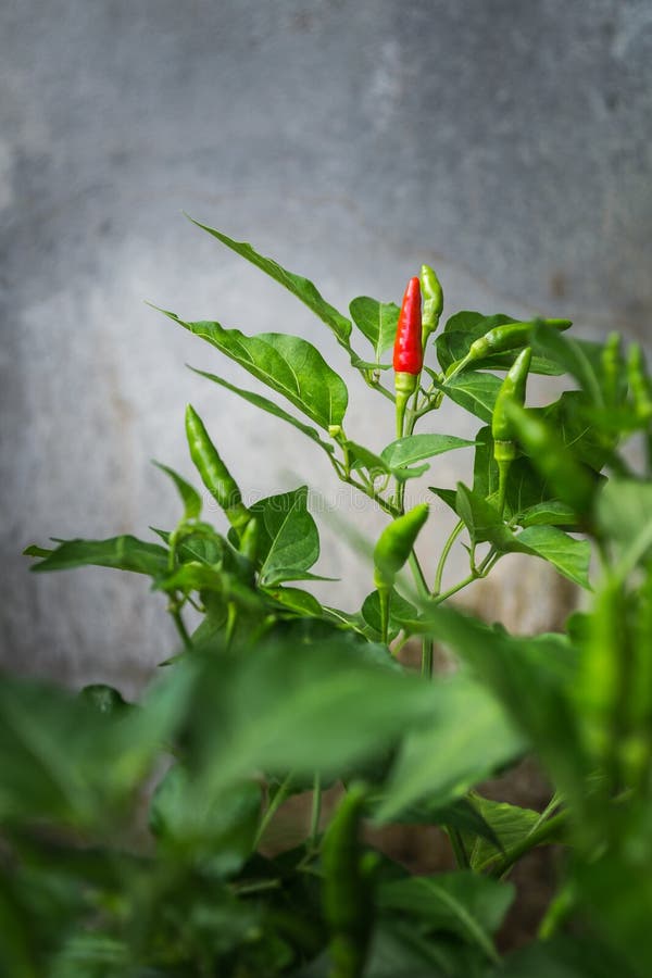 3,483 Red Chilli Tree Photos - Free & Royalty-Free Stock Photos from ...