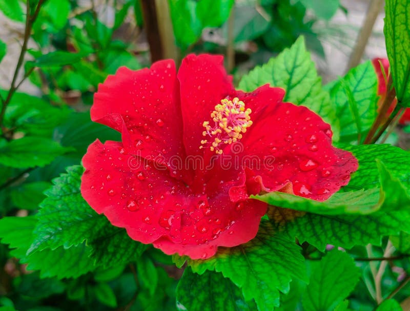One Red China Rose in a Tree . Stock Photo - Image of outdoor, leaves ...