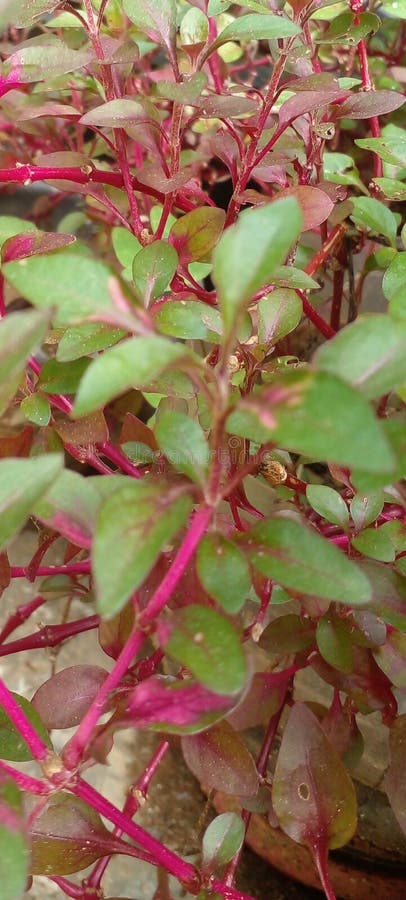 One of Red Colour Plants in Sri Lanka Stock Image - Image of plants ...