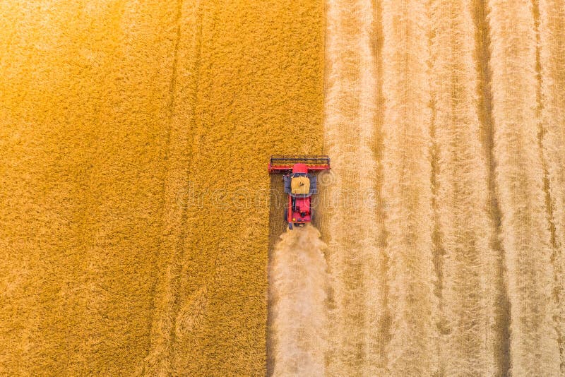 One Red Combine Harvest Wheat in the Field. Top View Stock Image ...