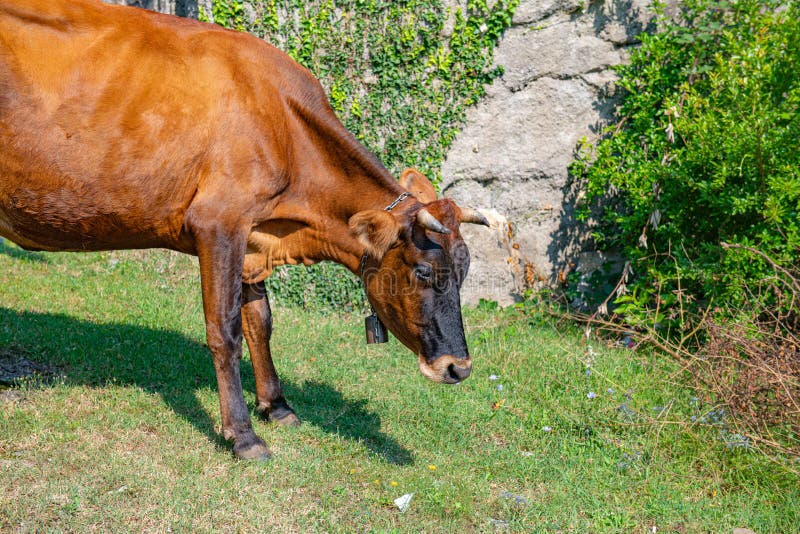 One Red Cow is Standing on the Lawn Stock Image - Image of black ...