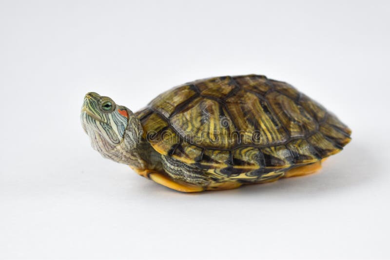One Red-eared Turtle Looks into the Frame. World Turtle Day Stock Photo ...