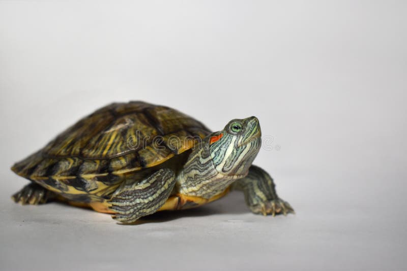 One Red-eared Turtle Looks into the Frame. World Turtle Day Stock Photo ...
