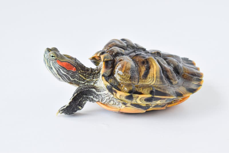 One Red-eared Turtle Looks into the Frame. World Turtle Day Stock Photo ...