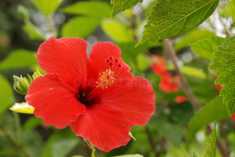 Stamen of one red flower stock photo. Image of blossom - 42174518