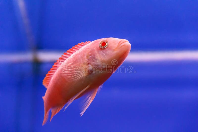 One red fish swimming stock photo. Image of water, aquatic - 76291298