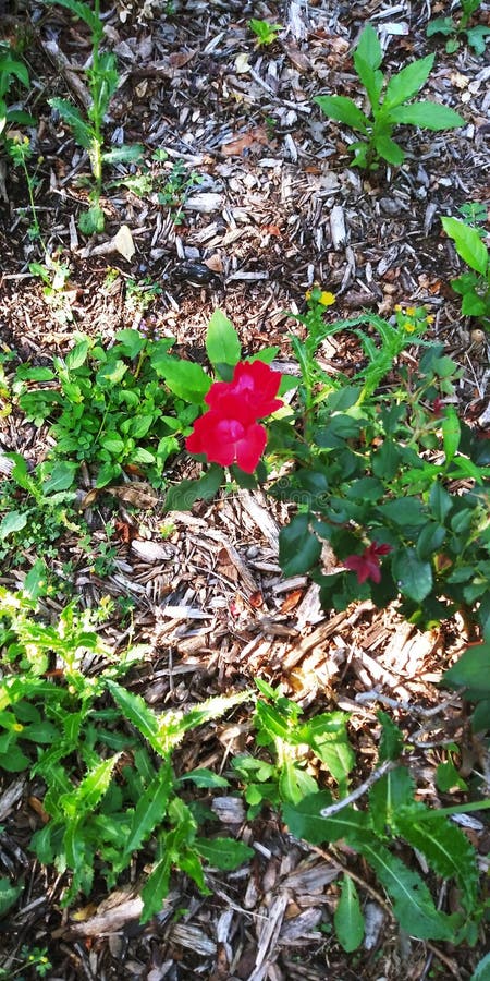 One red flower stock photo. Image of yard, soil, herb - 191004948