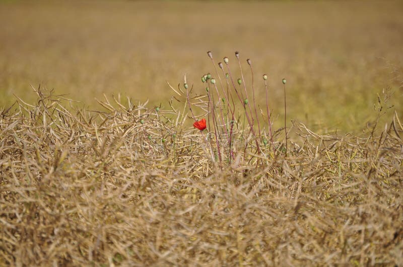 One Red Flower Alone in the Field Stock Image - Image of focus, nature ...