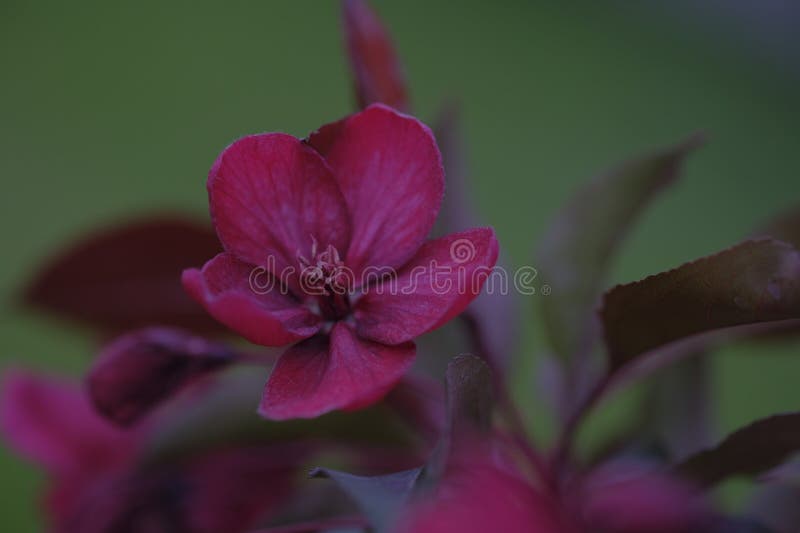 One Red Flower on a Branch of an Apple Tree on a Blurred Background ...