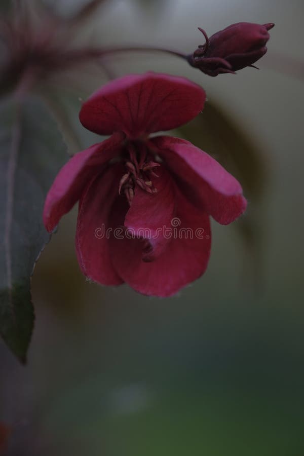 One Red Flower on a Branch of an Apple Tree on a Blurred Background ...
