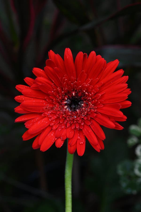 One Red Flower Close-up Shot Stock Image - Image of plant, blooming ...