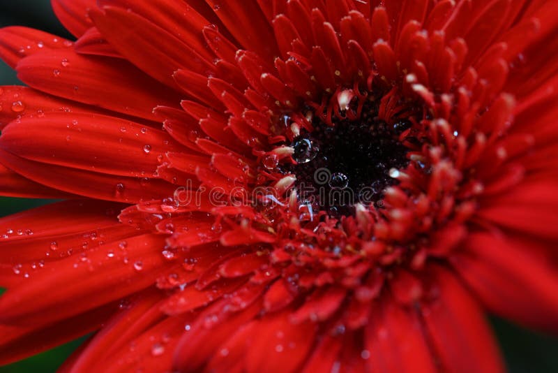 One Red Flower Close-up Shot Stock Photo - Image of background, beauty ...