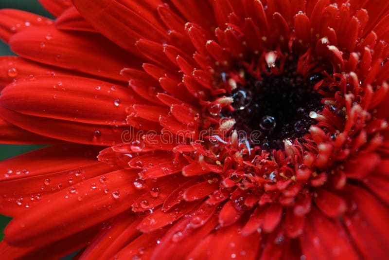 One Red Flower Close-up Shot Stock Photo - Image of nature, color ...