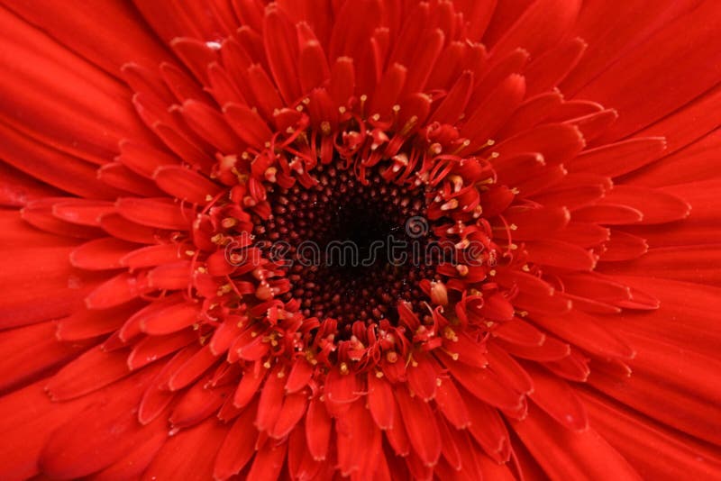 One Red Flower Close-up Shot Stock Photo - Image of fresh, color: 262898792