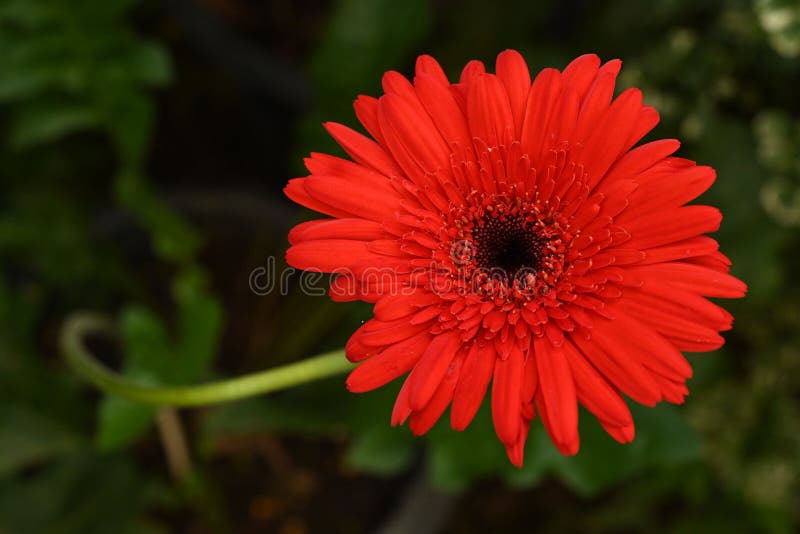 One Red Flower Close-up Shot Stock Image - Image of detail, summer ...