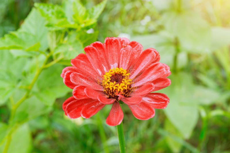 One Red Flower in the Garden after Rain Stock Image - Image of greeting ...