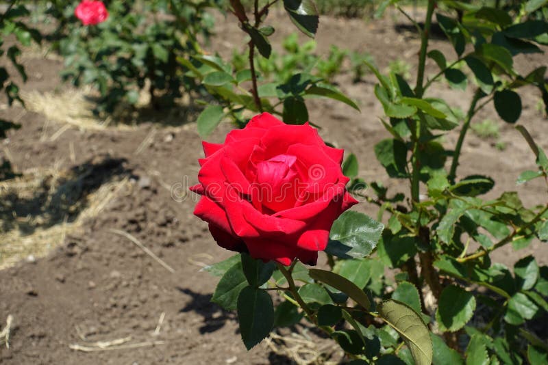 One Red Flower of Rose in June Stock Photo - Image of branch, carmine ...