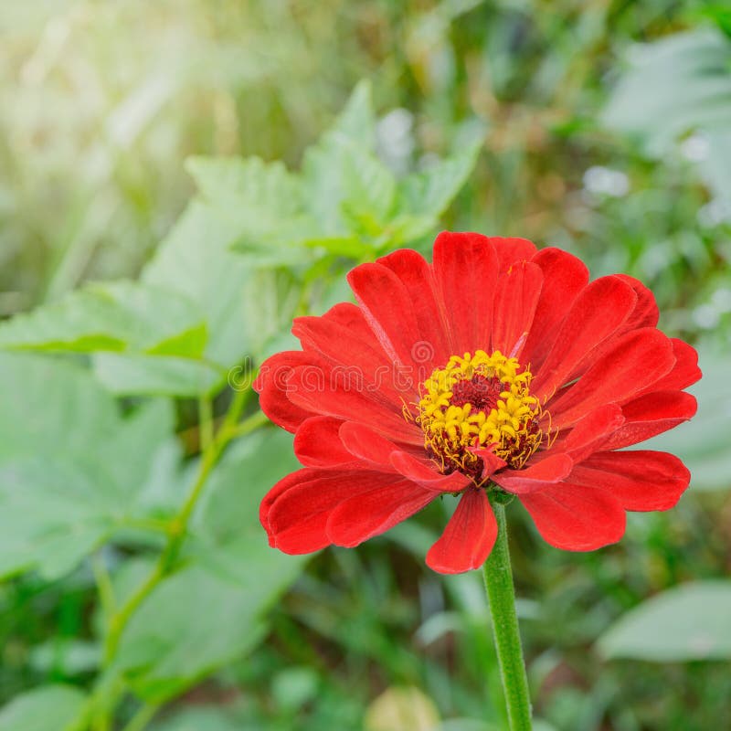 One Red Flower in the Garden. Stock Image - Image of fragrance, evening ...