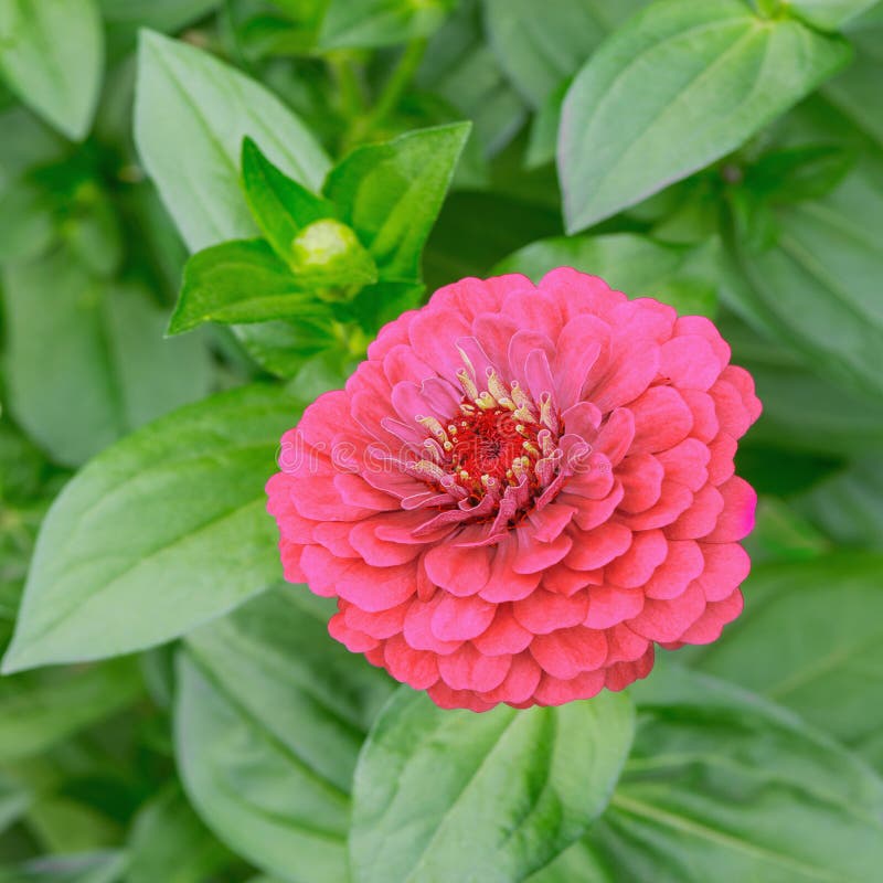 One Red Flower in the Garden. Stock Image - Image of greeting, season ...