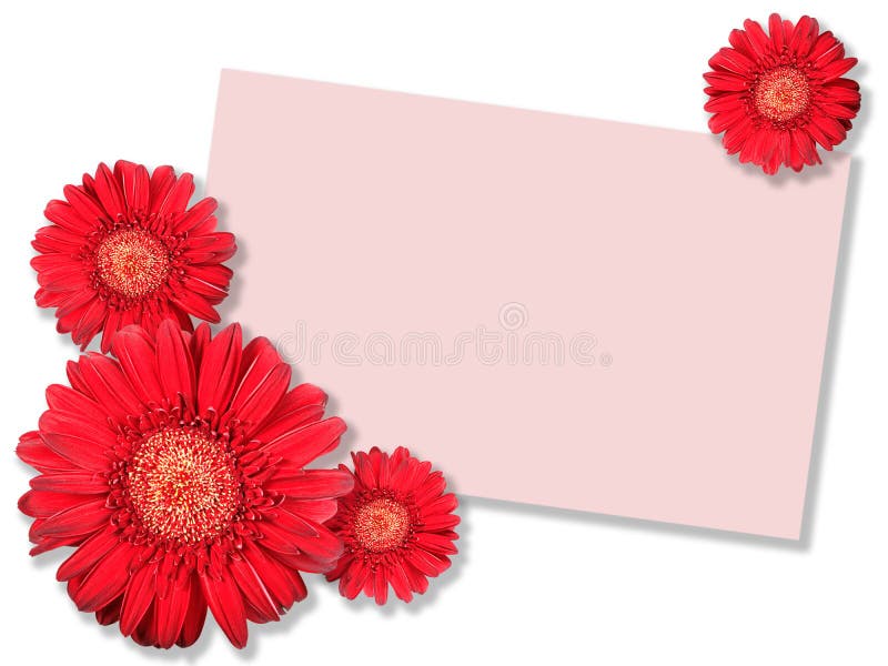 One Red Flower with Message-card Stock Image - Image of herbera, length ...