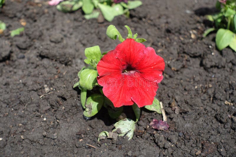 One Red Flower of Petunia in May Stock Image - Image of flower ...