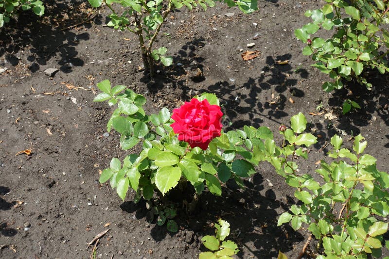 One Red Flower of Rose in the Garden Stock Image - Image of cultivar ...