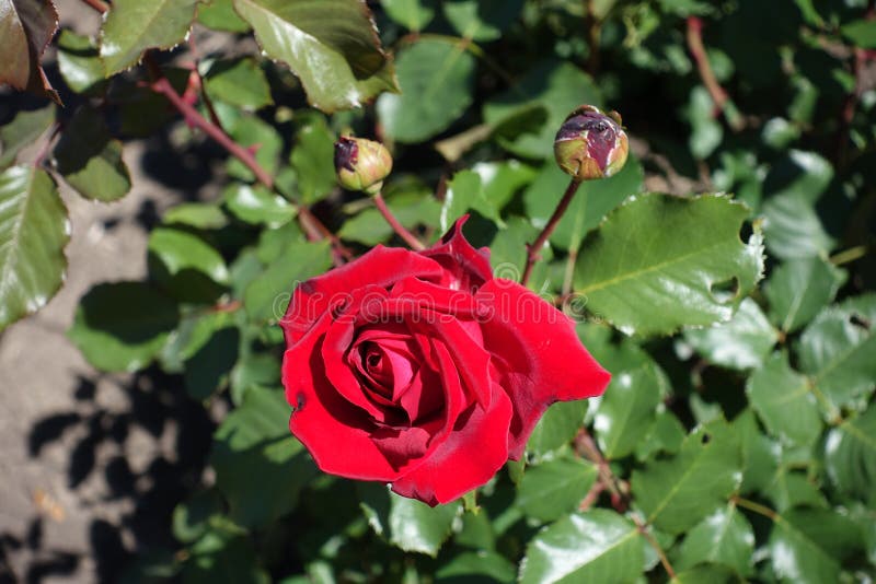 One red flower of rose stock photo. Image of botany - 120550976