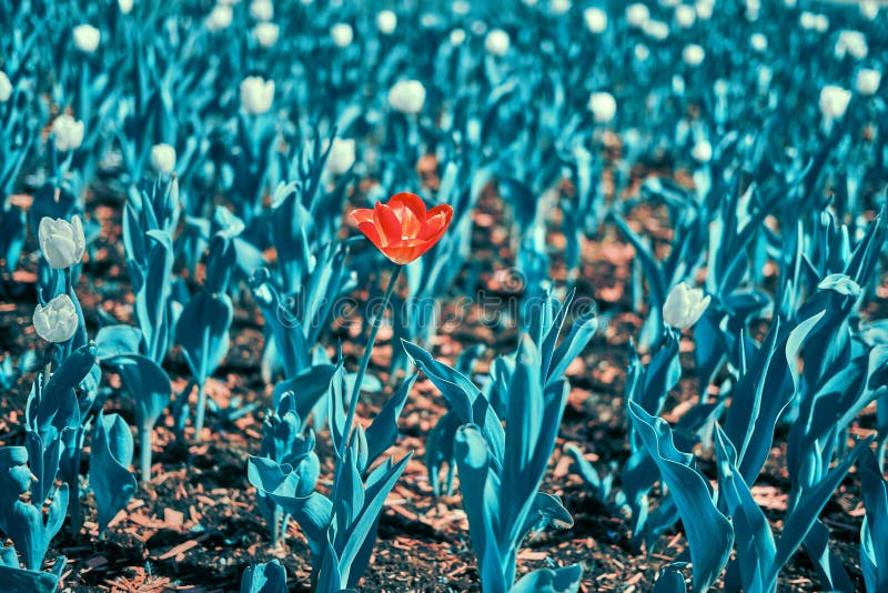 One Red Flower among the White Tulip Buds Stock Image - Image of ...