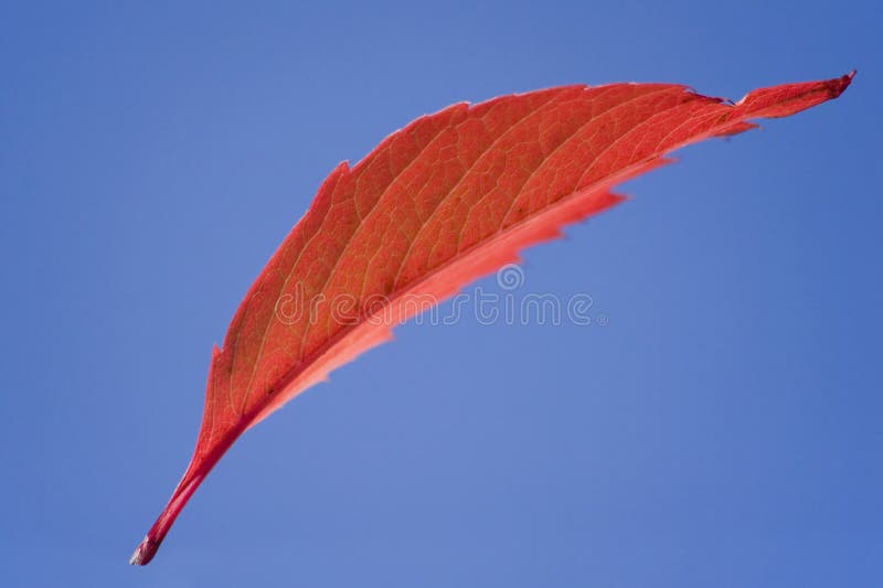 Leaf stock image. Image of macro, dark, autumn, beautiful - 6391395