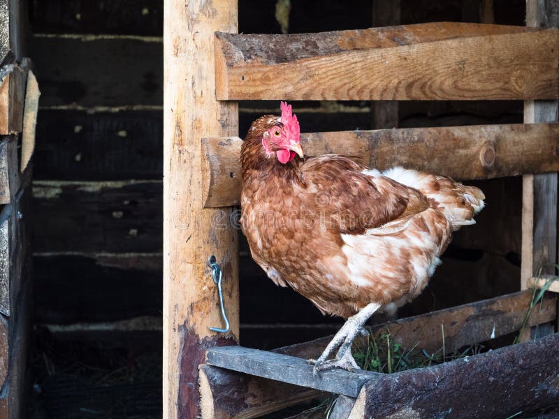 Red-haired chicken stock image. Image of influenza, fowl - 554759