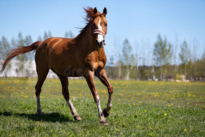 One Red Horse Galloping on the Pasture Stock Photo - Image of pasture ...
