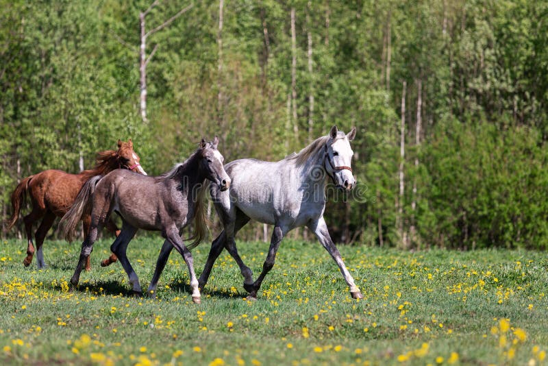 One Red Horse Galloping on the Pasture Stock Image - Image of ...