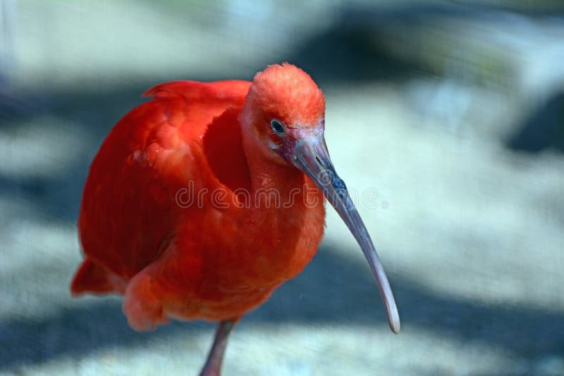 One red Ibis stock photo. Image of season, plumage, bright - 68944738