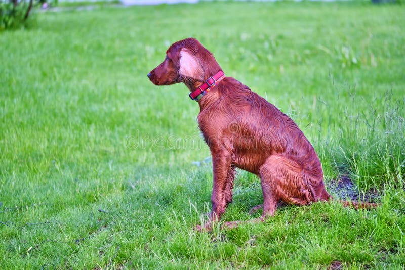 One Red Irisch Setter Dog Sitting on the Meadow Color Stock Image ...