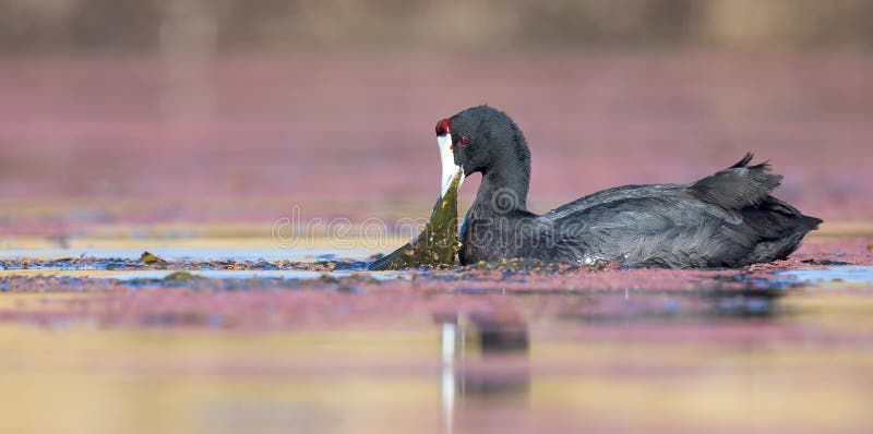 One Red Knobbed Coot Looking Fish for the Chicks at a Nest Stock Image ...