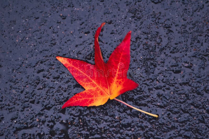 One Red Leaf on a Black Textured Pavement Stock Photo - Image of fallen ...