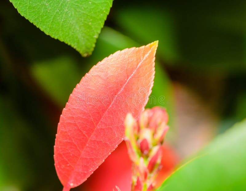 One red leaf stock image. Image of leaf, growth, spring - 86525459