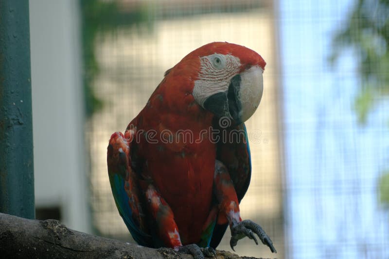 Macaws stock image. Image of birds, feather, young, beautiful - 256562967