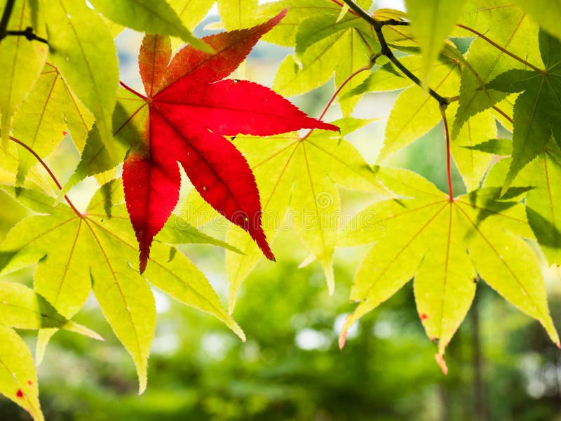One Red Maple Leaf Amidst Green Leaves in Autumn Stock Photo - Image of ...