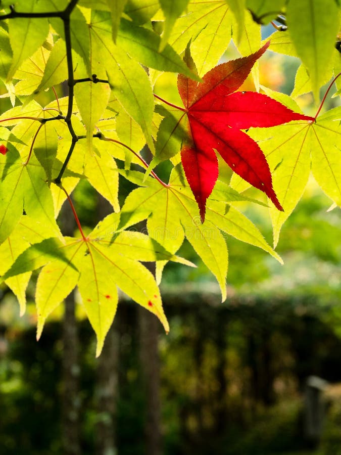 One Red Maple Leaf Amidst Green Leaves in Autumn Stock Photo - Image of ...