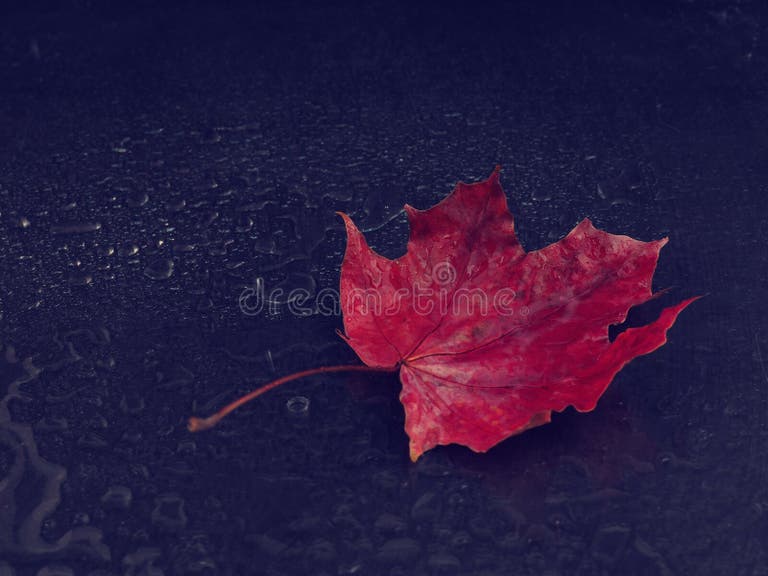 One Red Maple Leaf on a Black Background in Raindrops. Space for Text ...