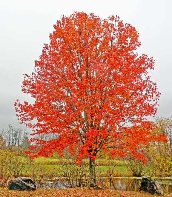One Red Maple Tree in Fall Color with Pond on Rainy Day Stock Photo ...